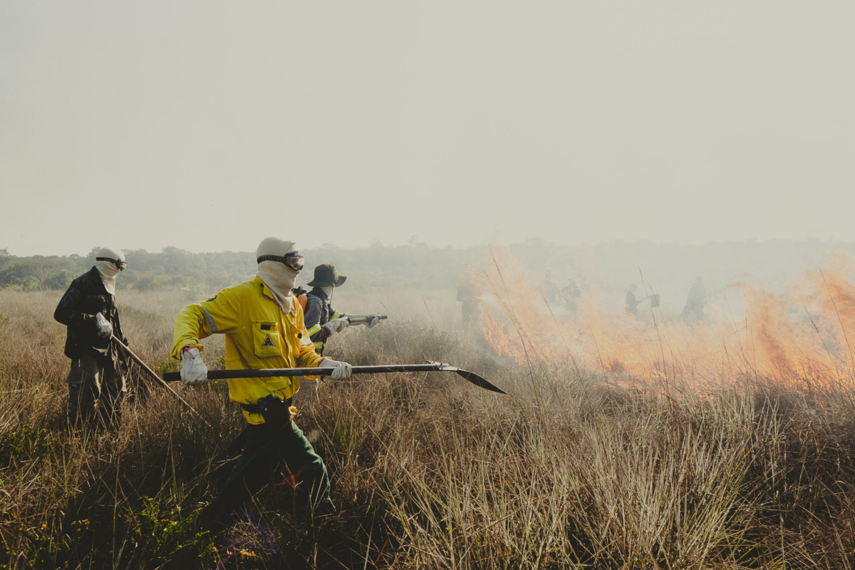 From Crisis to Catastrophe: The Man-Made Inferno Devouring the Amazon ...