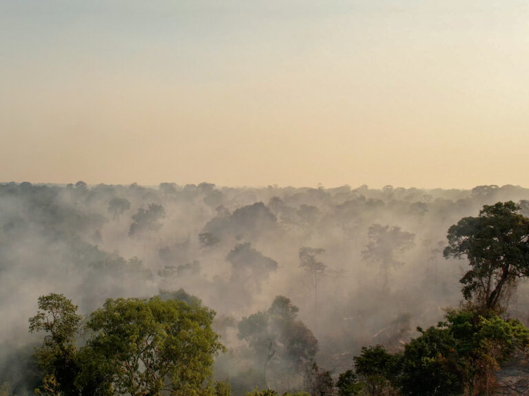 Immediate Global Action Needed to Contain Amazon Fires Emergency ...