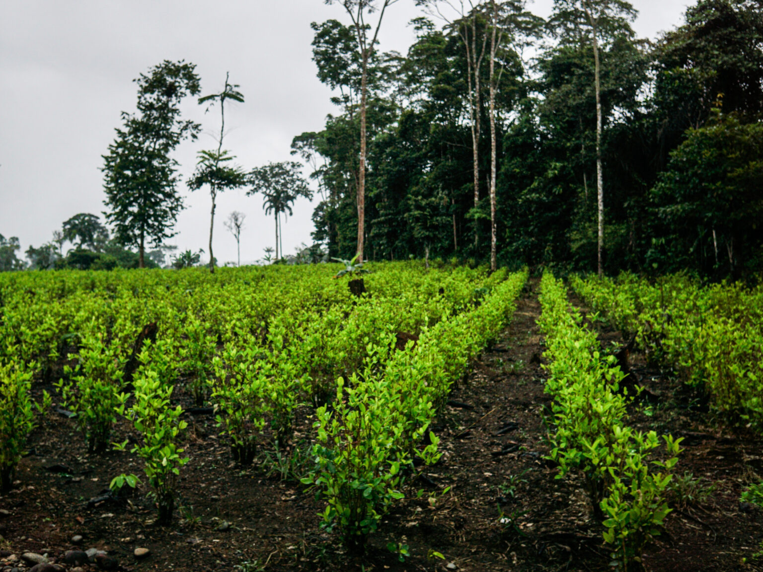 Amazon Watch | Protecting the rainforest and our climate in solidarity ...